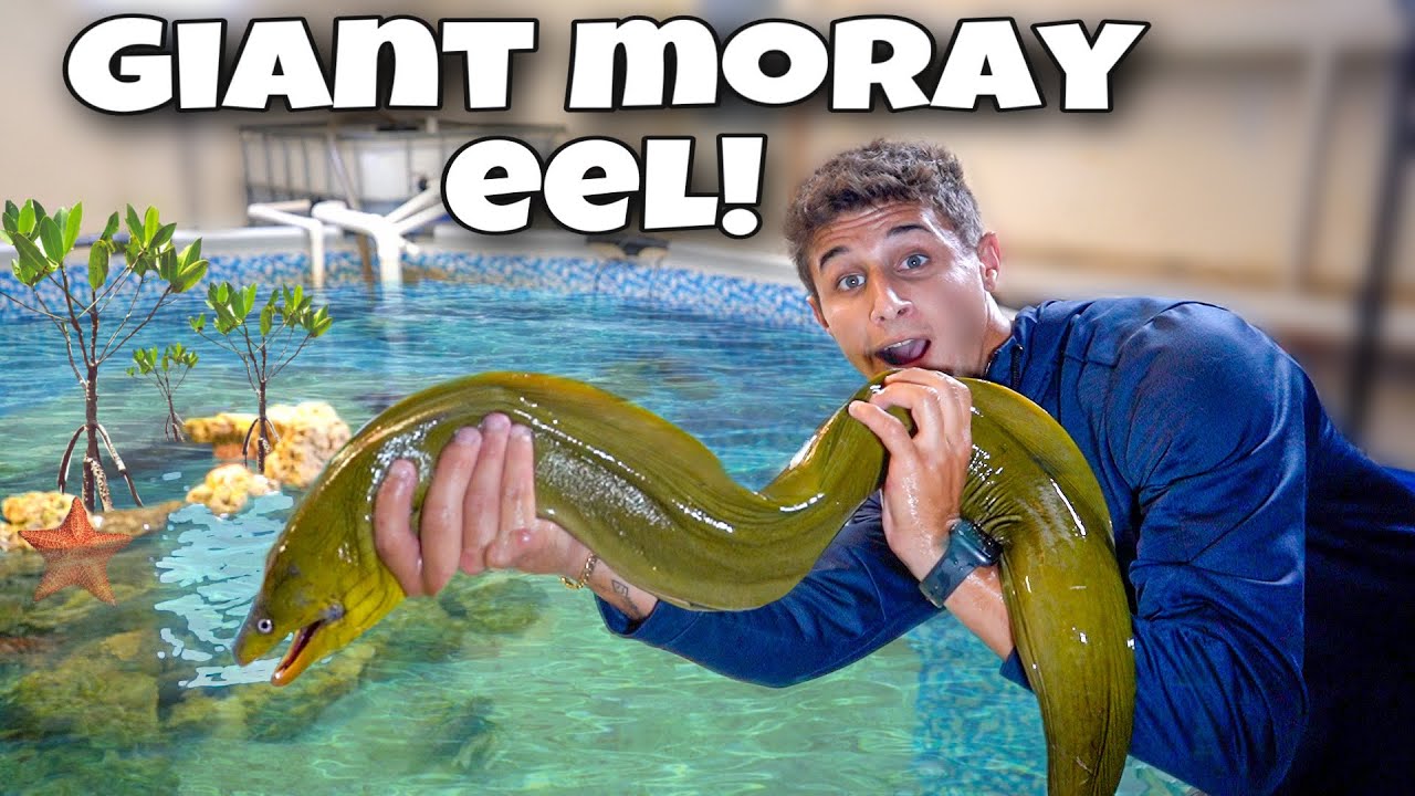 Catching giant green moray eel for my pond!