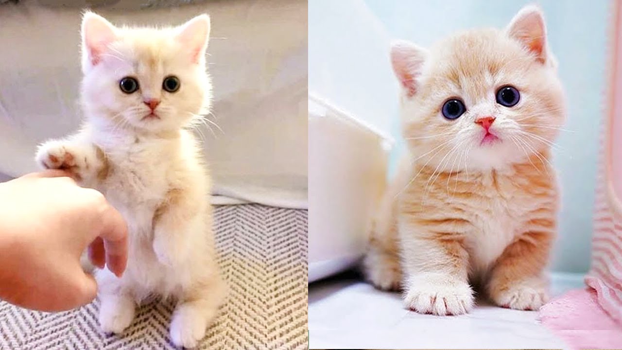 Tiny paw touch and bright kitten portrait
