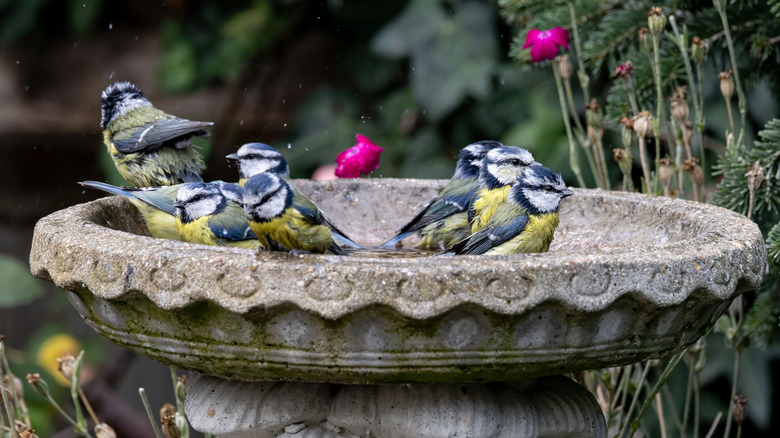 Turn thrifted dishes into a unique birdbath birds will flock to