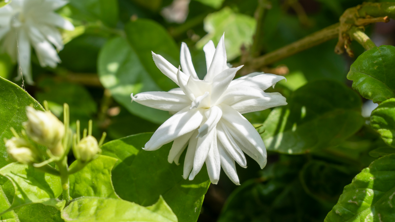 How to grow jasmine that flowers year-round in Indian weather: 5 ...
