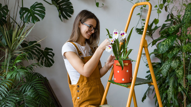 How to make your orchid bloom again
