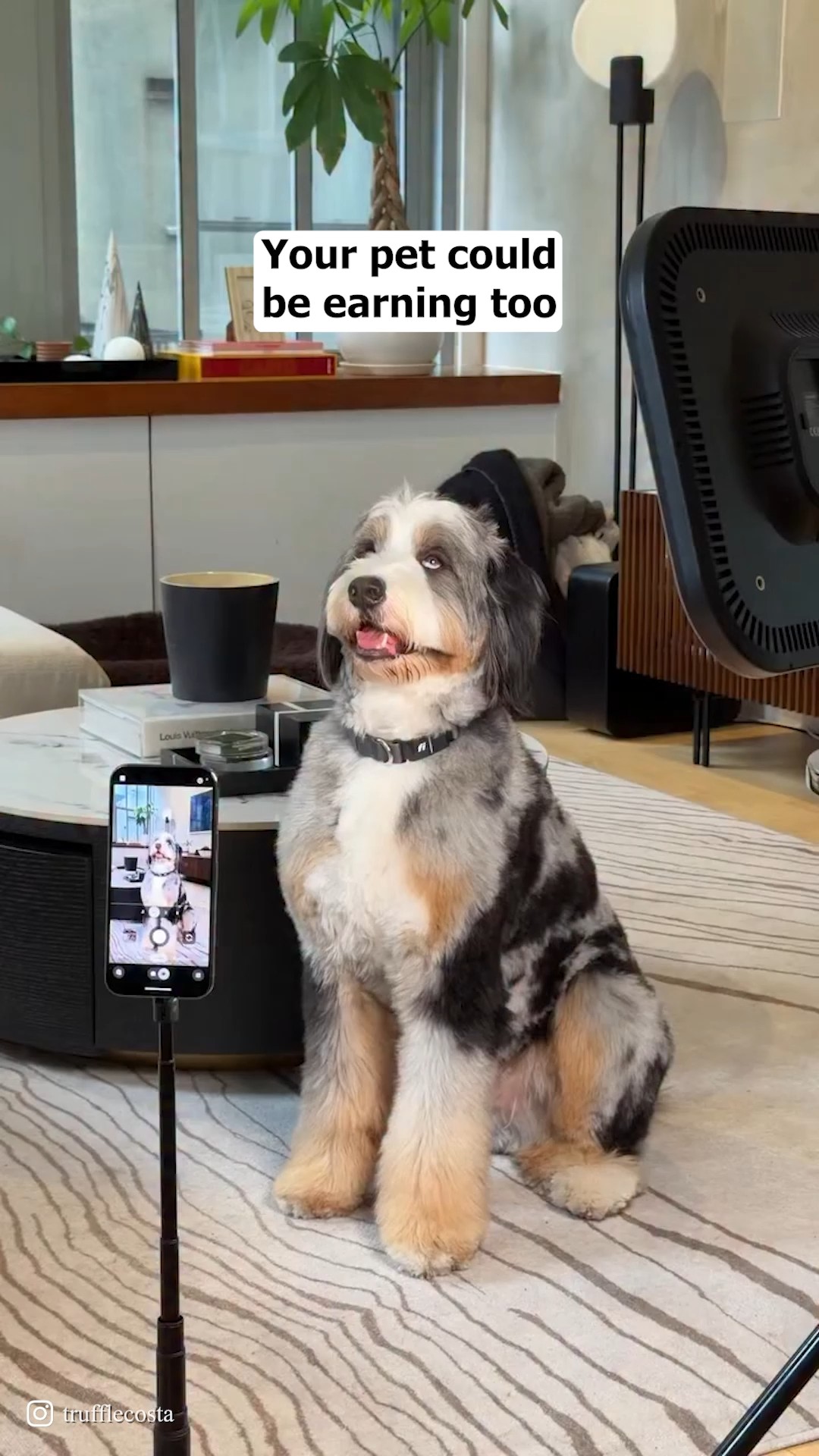 Truffle is earning money 🐶💸 | Can your pet do it too?
