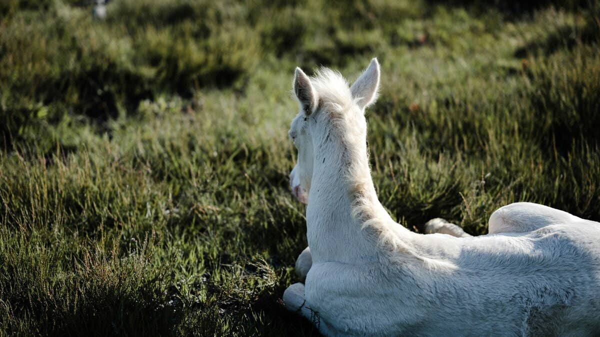 Newborn foal meets the herd and acts like a true VIP
