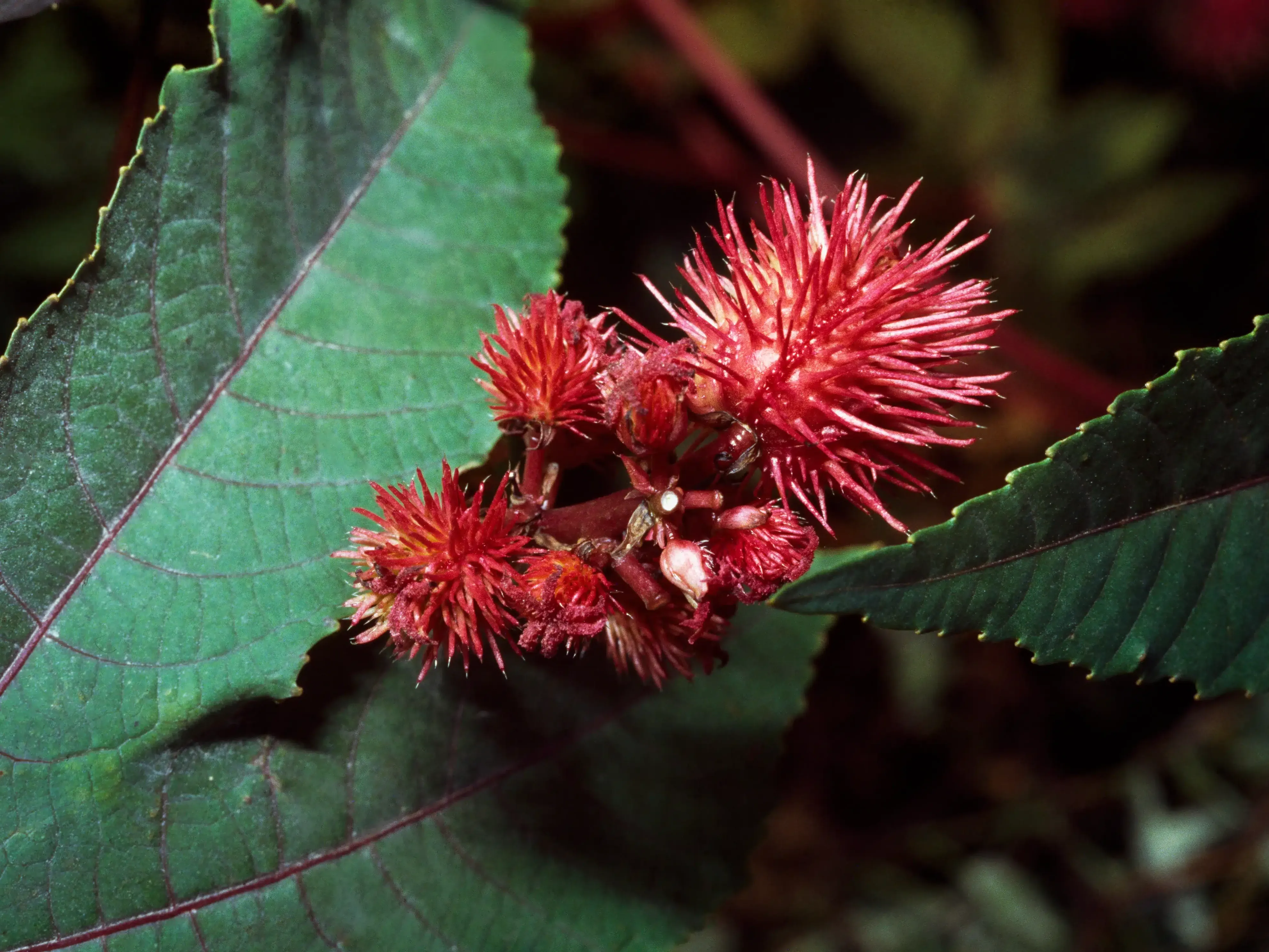 The hidden hazards lurking in your spring yard