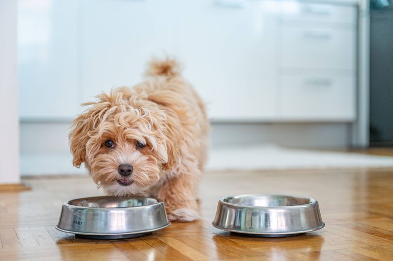 Five pet essentials you can't recycle under England's new regulations