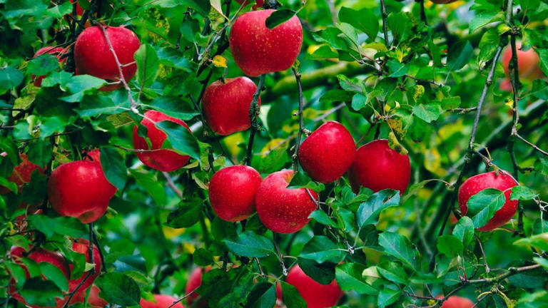 Which state is known as the apple state of India?