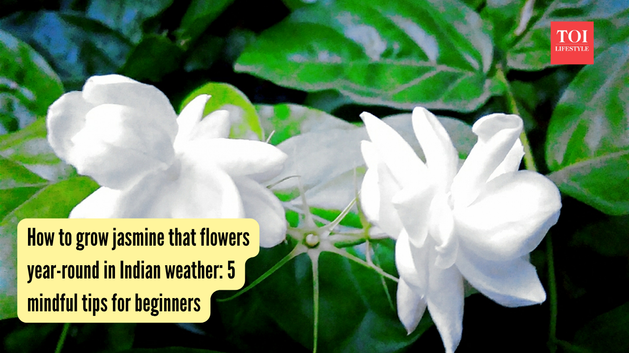 How to grow jasmine that flowers year-round in Indian weather: 5 ...