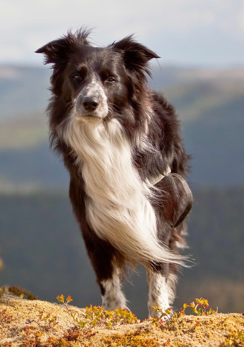 14 surprisingly healthy dog breeds that seem built to avoid major problems