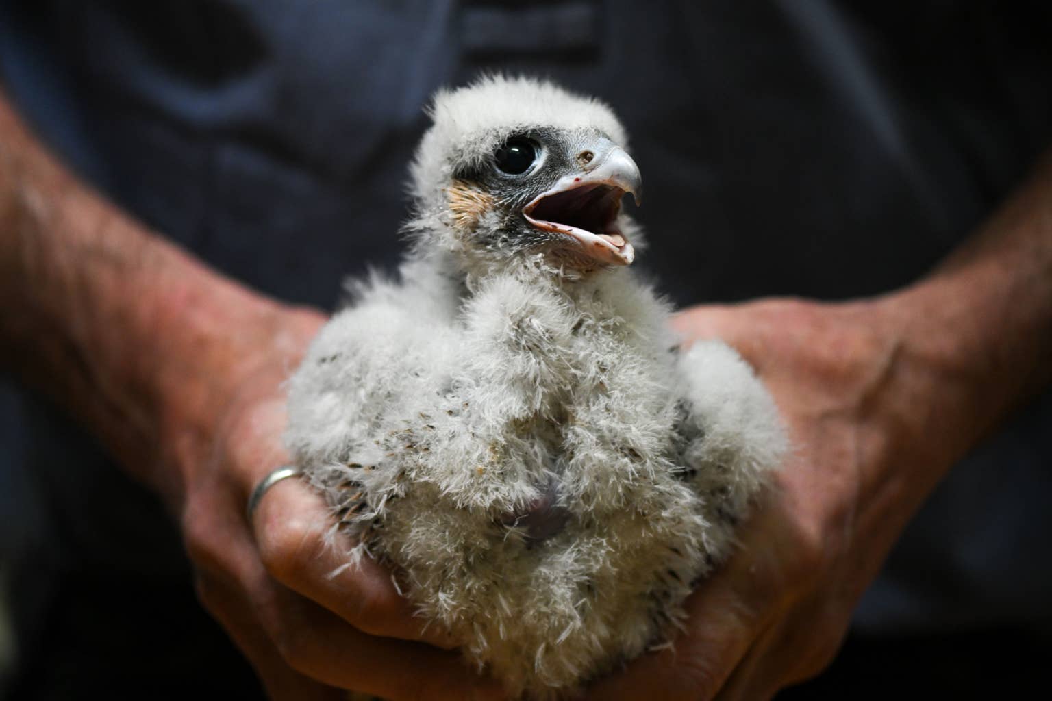 Watch San Jose falcons dive-bomb researchers tagging their chicks at ...