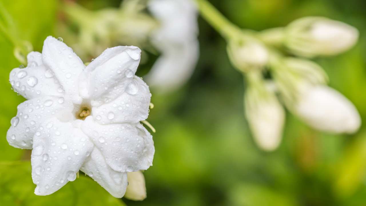 How to grow jasmine that flowers year-round in Indian weather: 5 ...