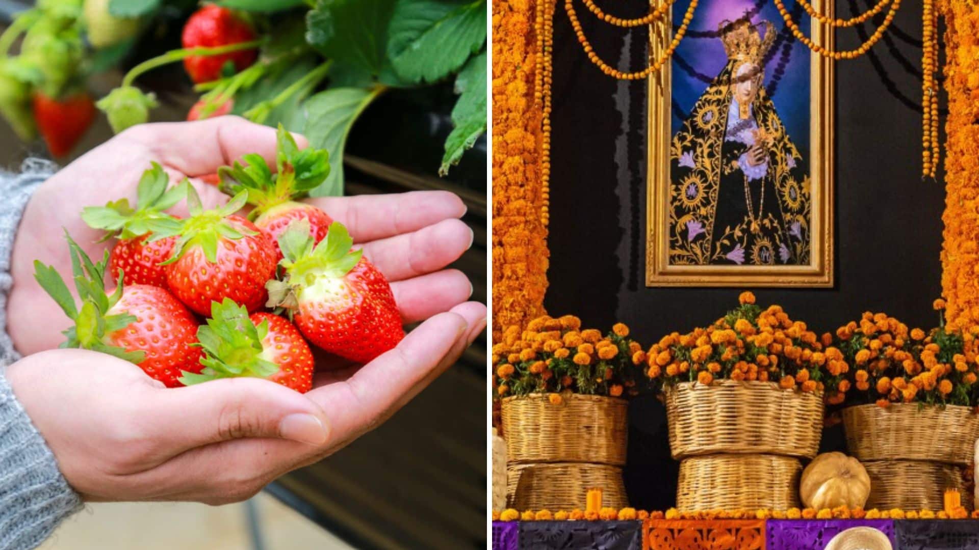 The strange history behind everyday plants