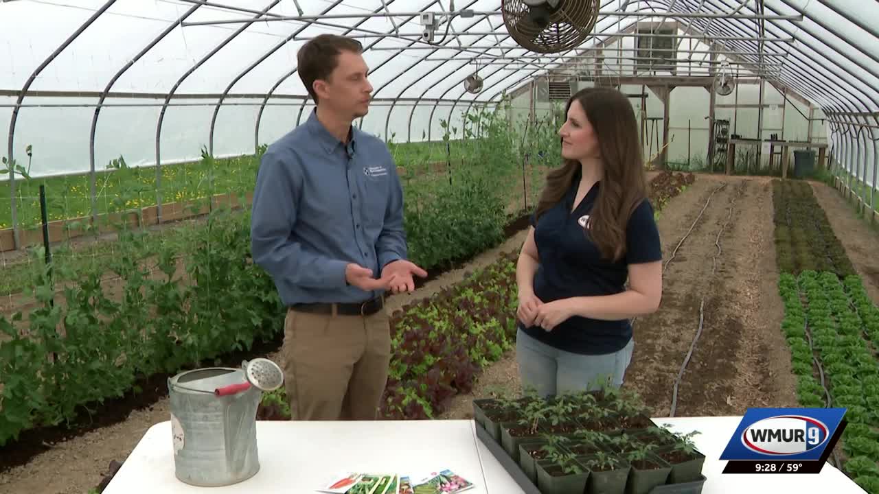 Grow it green: Succession planting