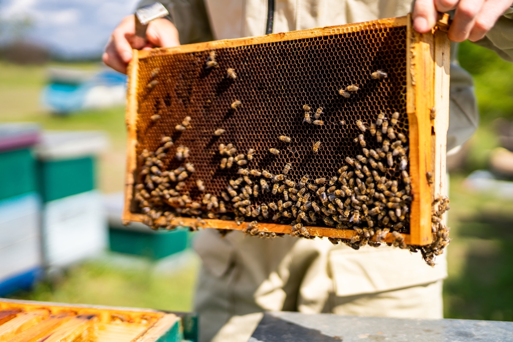 17 honey farm and pollinator garden trips for families