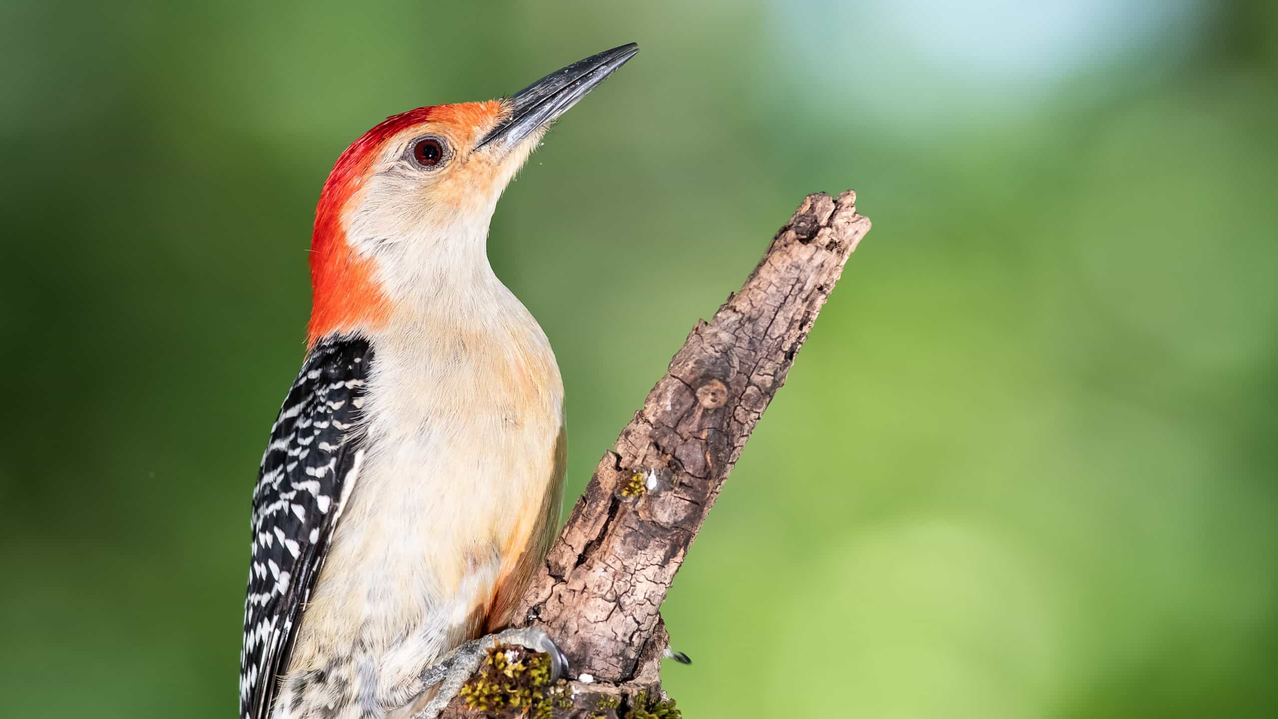 The bird whose tongue wraps around its brain
