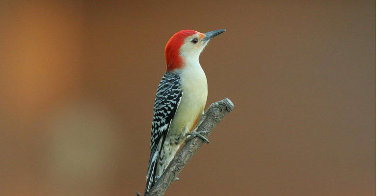 The bird whose tongue wraps around its brain
