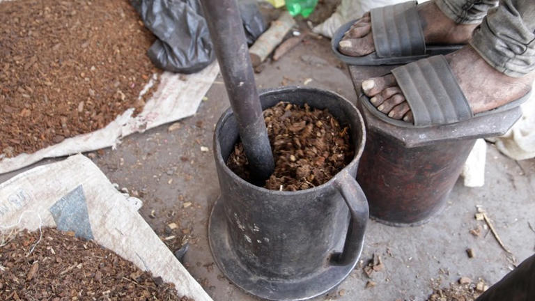 Traditional African tree shows promise as complementary diabetes treatment