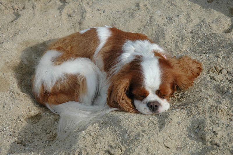 13 calm companion dogs that bring comfort, routine, and joy in your 70s