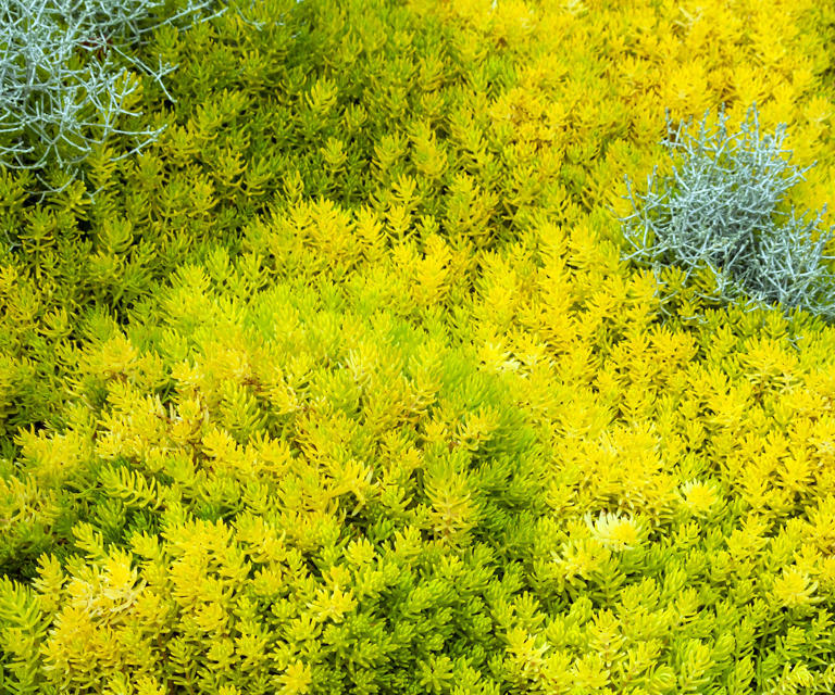 6 tiny fast-growing perennial flowers that cover bare soil and fill ...