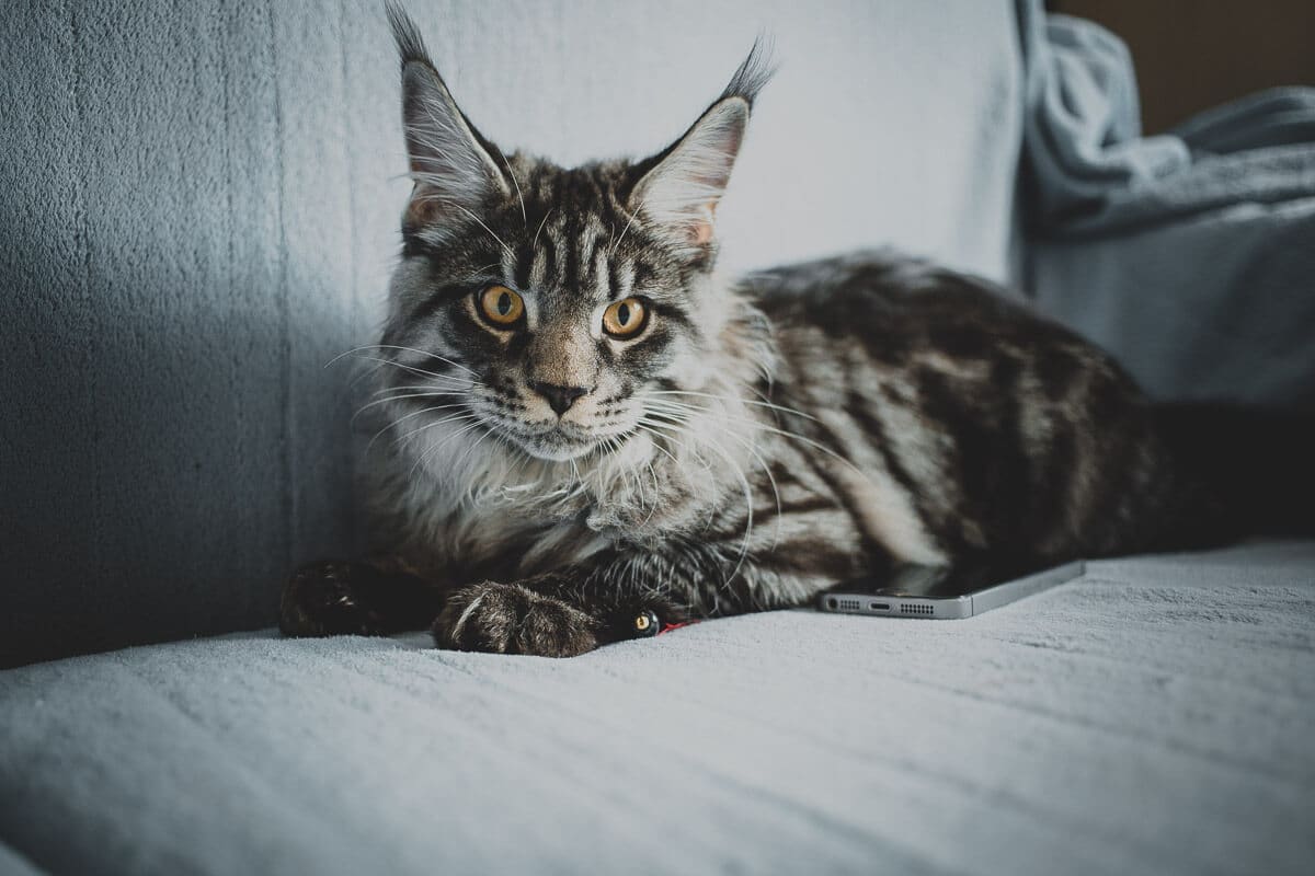 These Are the Things Indoor Cats Need to Be Truly Happy — Did You Know ...