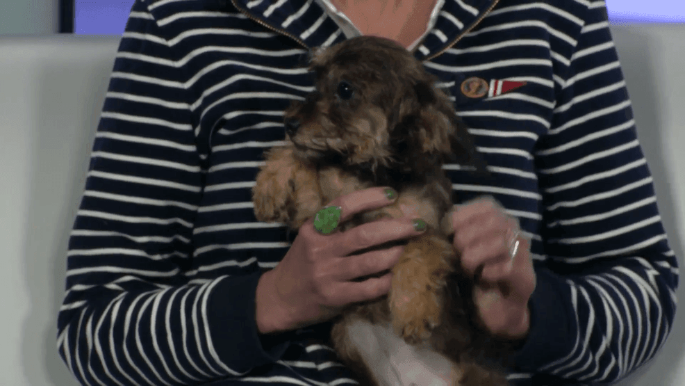 Adopt today: Meet Sprout