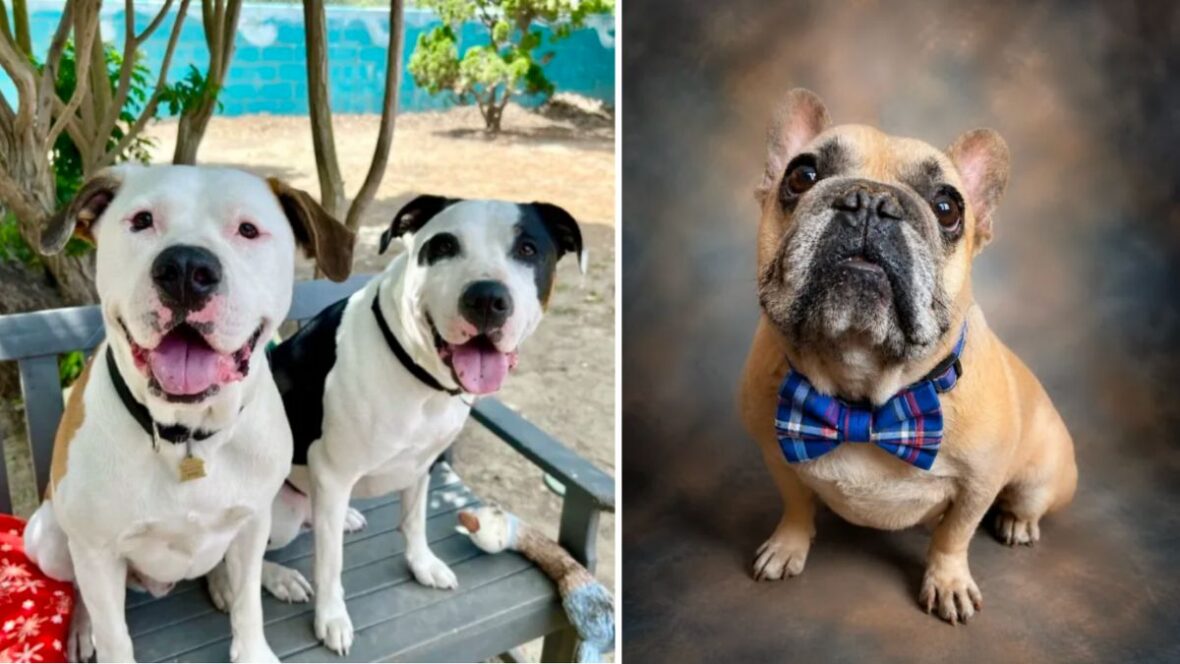 These shelter dogs are competing for hearts—meet 10 dogs ready for adoption
