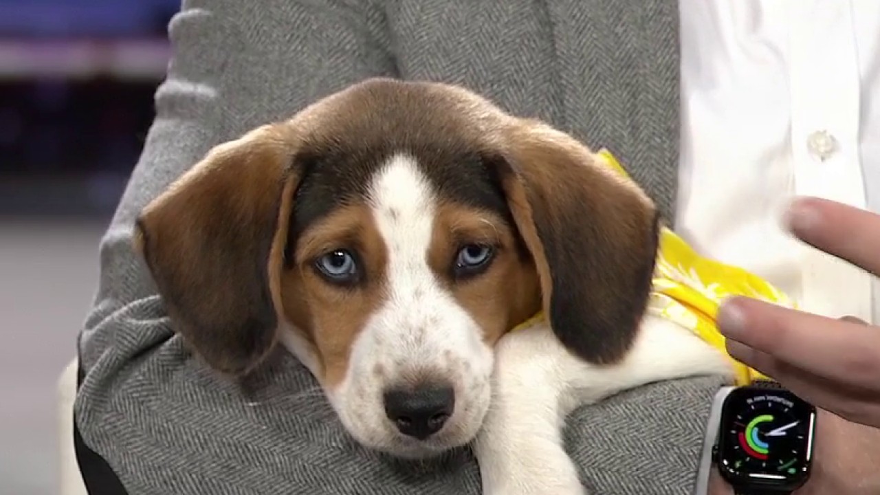 PAWS Chicago hosts spring adopt-a-thon