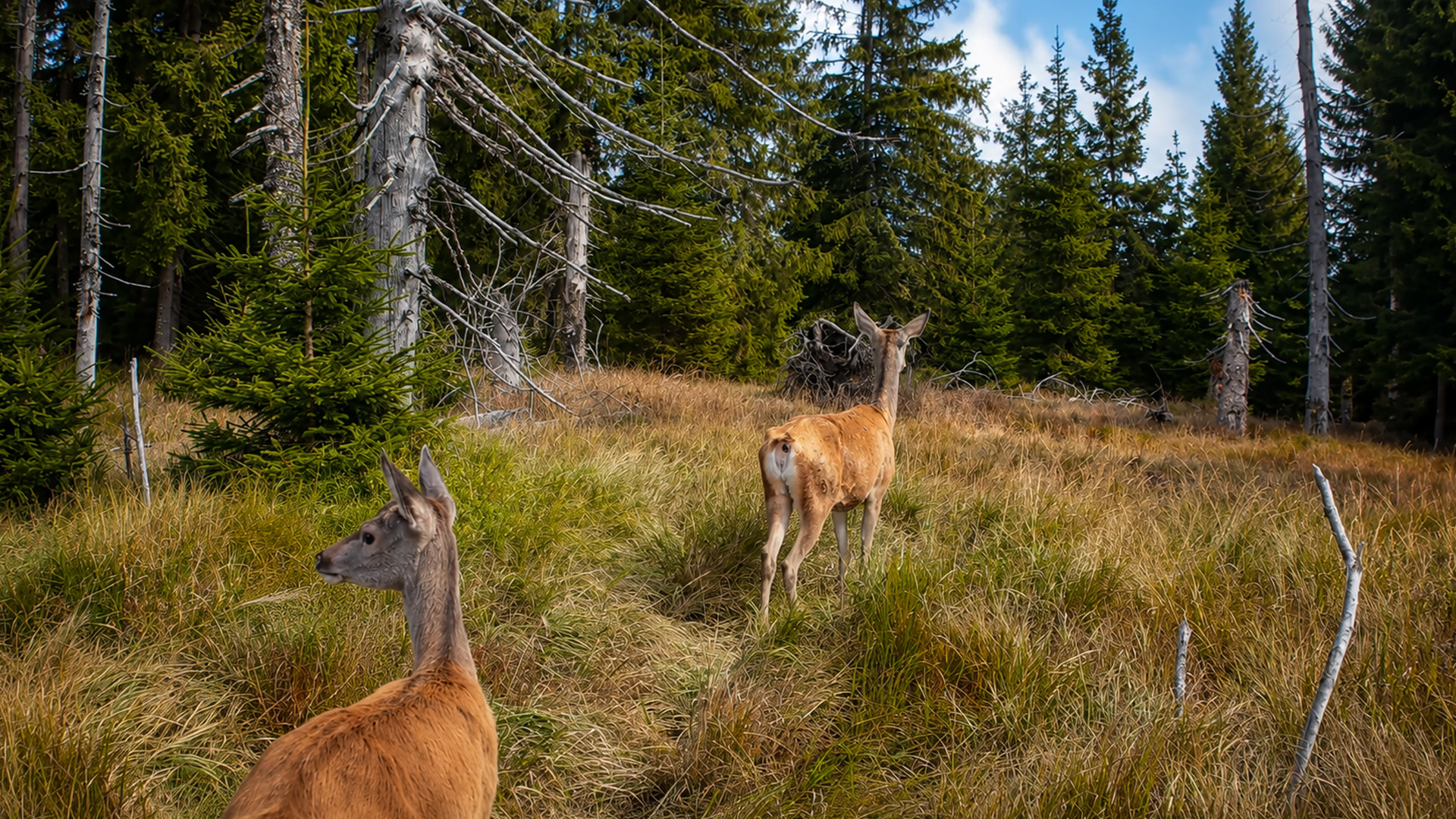 Deer activity captured by a hidden camera in the mountains