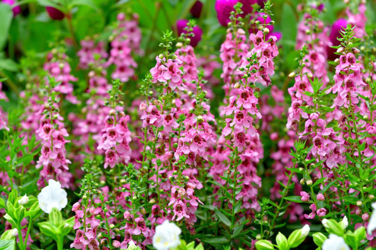 8 fast-growing flowers to fill your garden with instant color