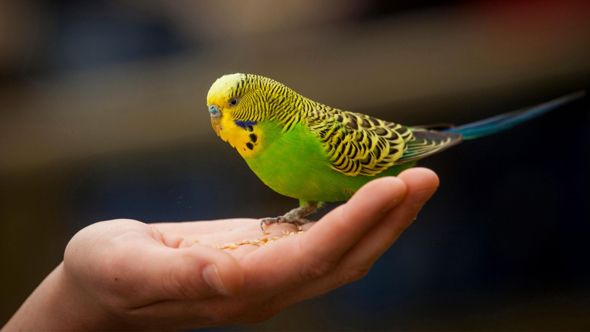 Best pet birds for beginners