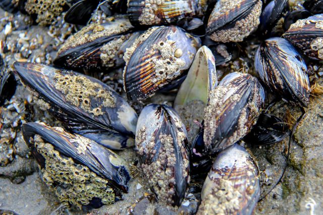 California county pushed toward emergency as invasive golden mussels ...