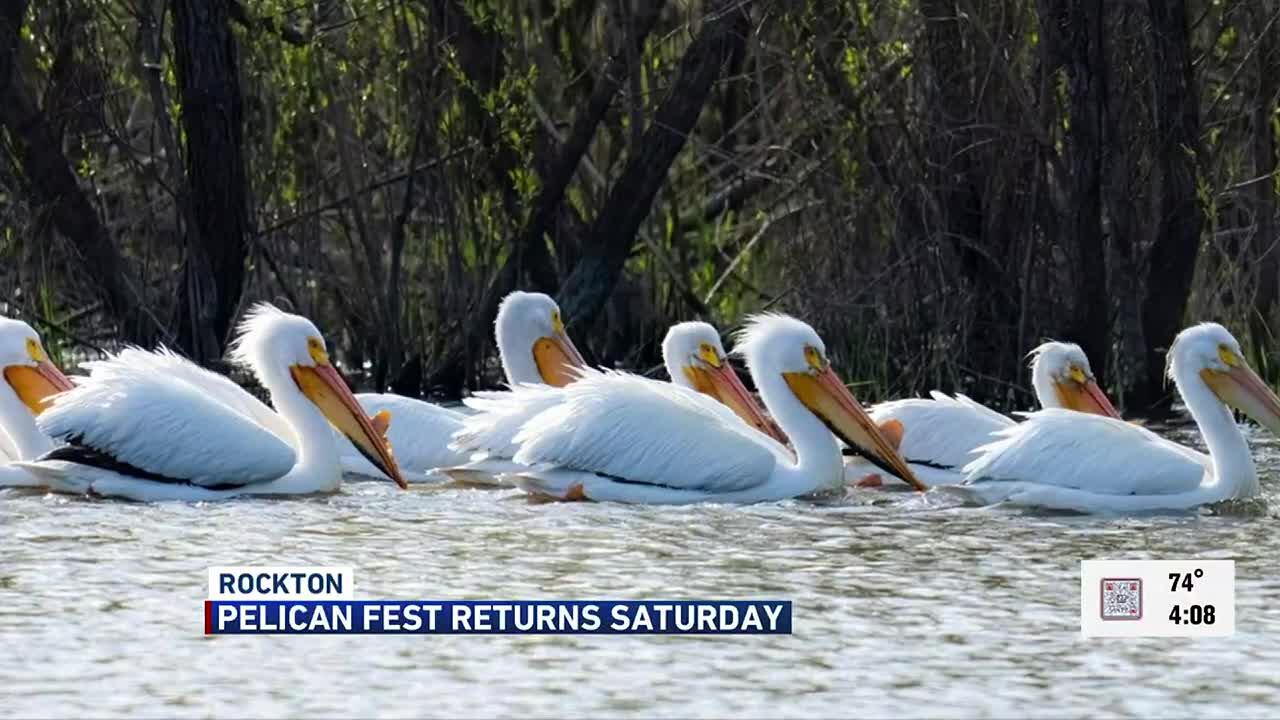 Rockton’s Pelican Fest celebrates annual return of white pelicans