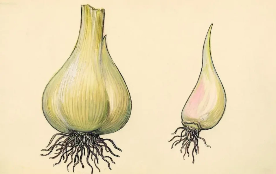 Garlic powder secrets every home cook needs