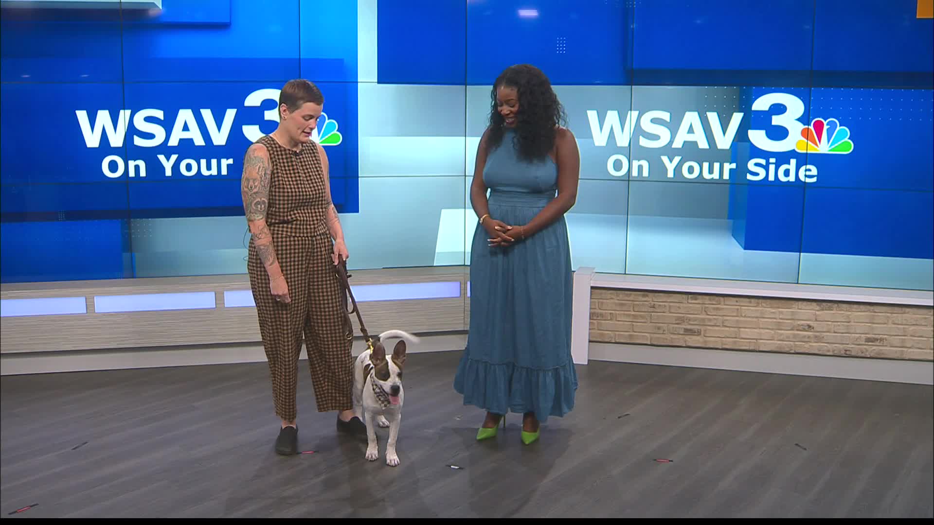 Pet of the week: Meet Gizmo