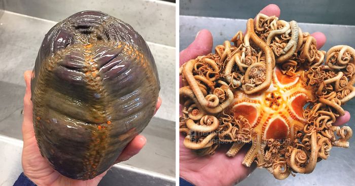 Fisherman shares terrifying creatures of the deep sea