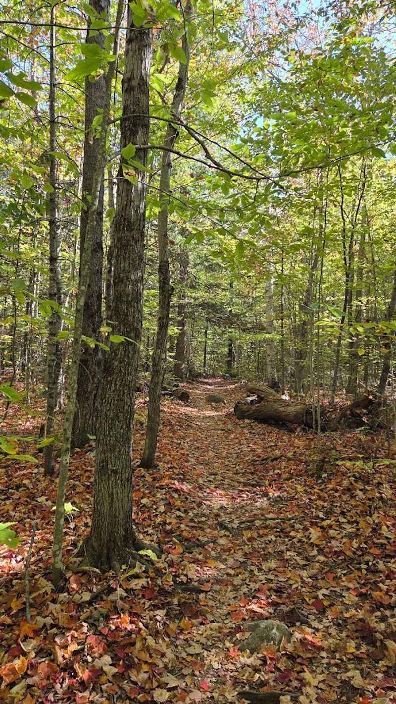 This moose safari in New Hampshire turns the mountains into a wildlife ...