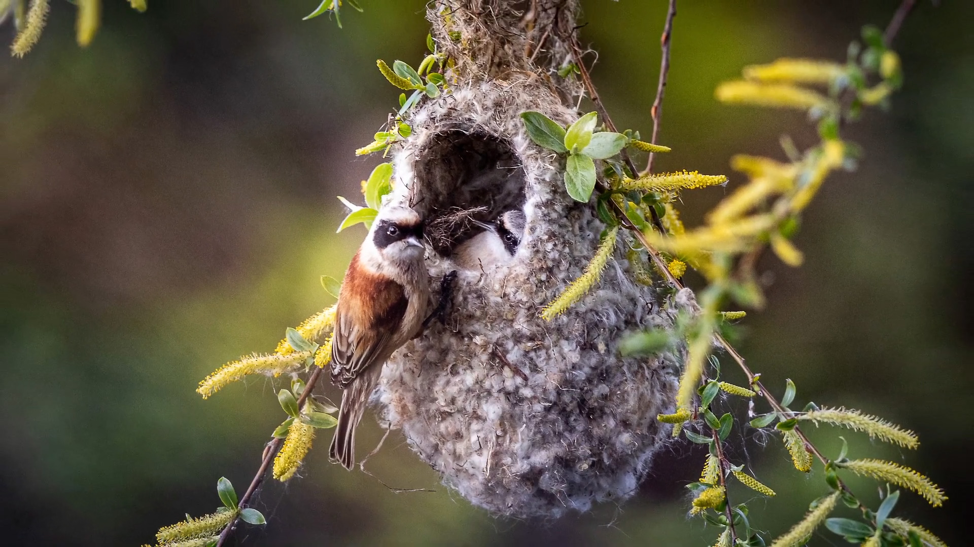 Wildlife footage of tiny master nest builders