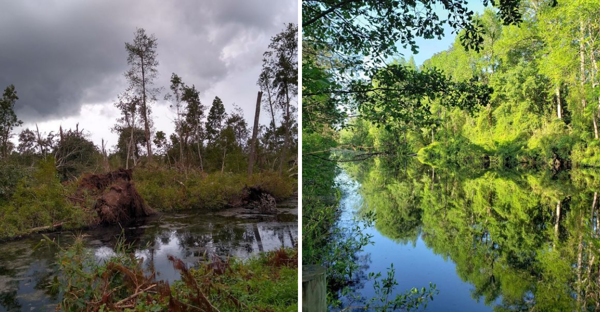 The Virginia swamp and its mysterious lake hide an ancient Native ...