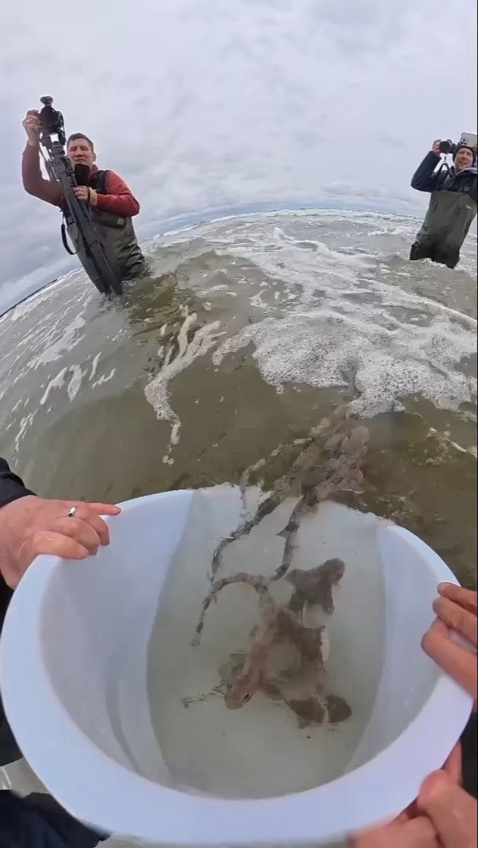 Kleine Haie zurück in die Nordsee: Katzenhaie werden vor Borkum ...