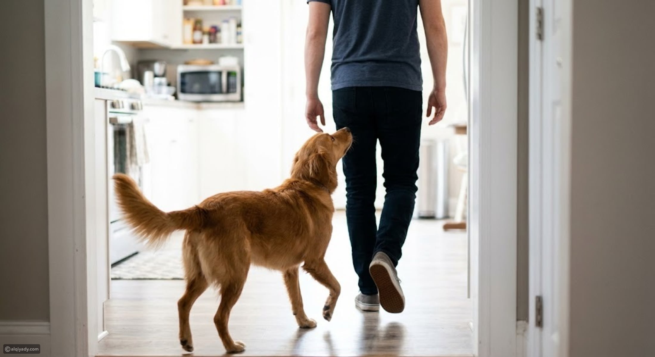 Dogs that truly adore their owners often do these things