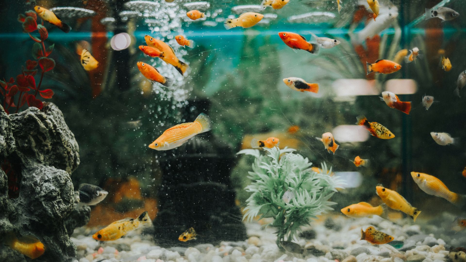 Beautiful freshwater fish you can keep as a pet