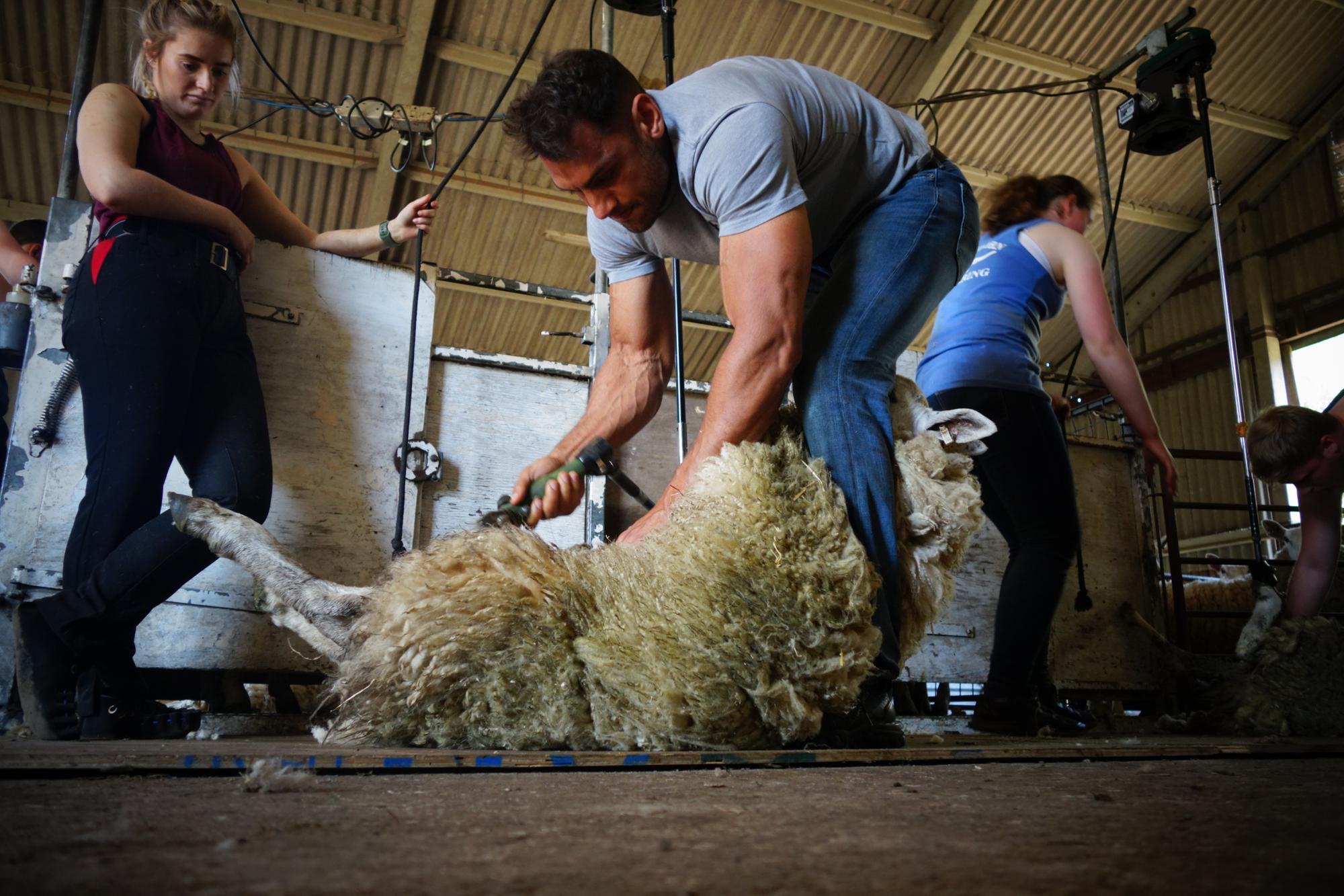 Boost in wool prices is a good news story for sheep farmers