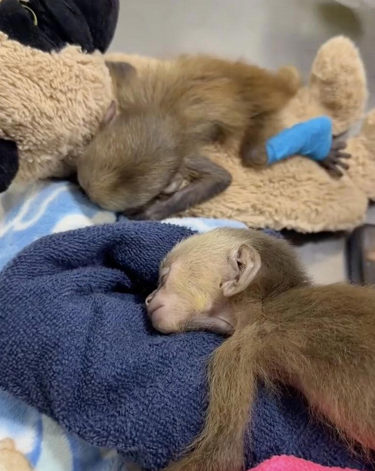 Monkey suffocates to death after couple allegedly attempted to smuggle ...