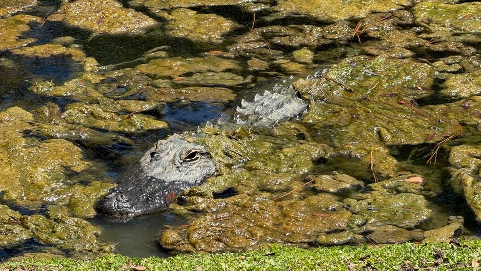 Viral Mount Pleasant gator video sparks safety reminder for Lowcountry ...