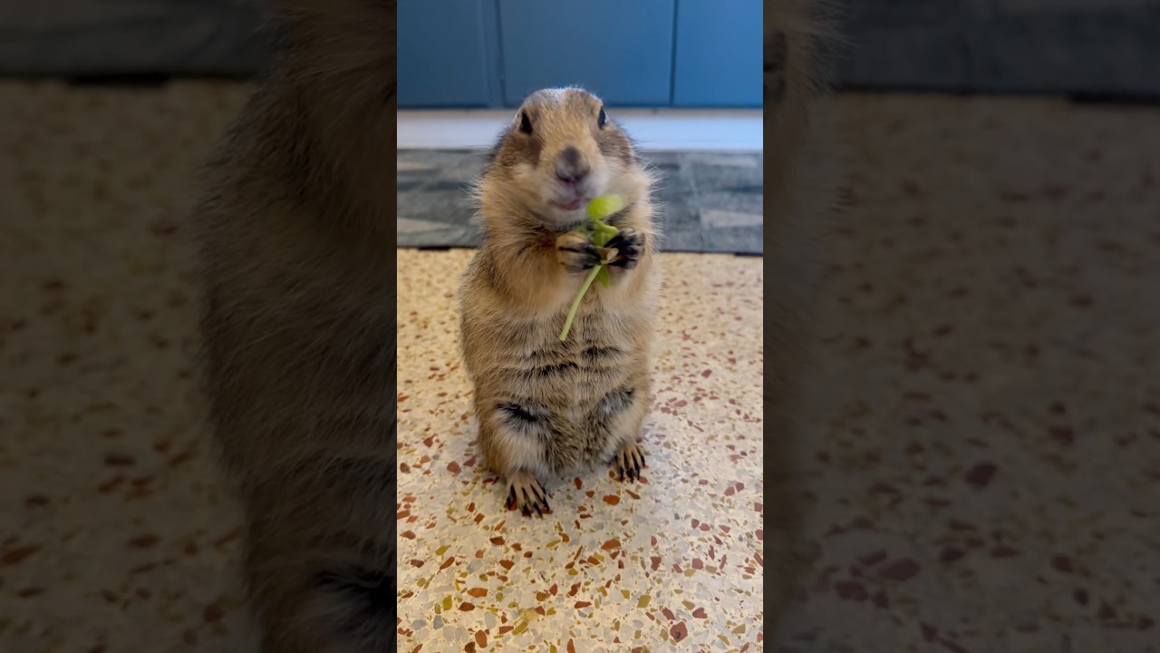 ASMR basil sounds with this prairie dog are surprisingly calming