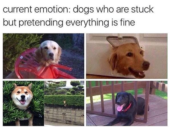 33 funny dog memes full of good boys and girls