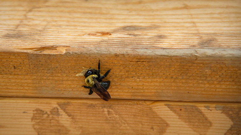 How to repel carpenter bees using a fragrant plant they can't stand