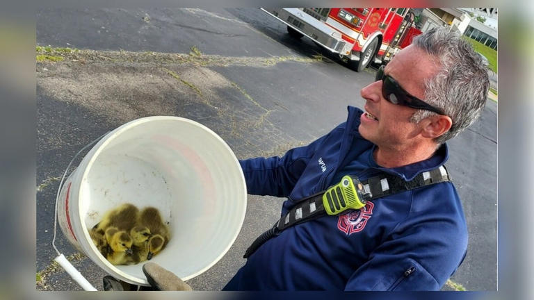 Firefighters rescue family of geese from roof of vacant building in ...