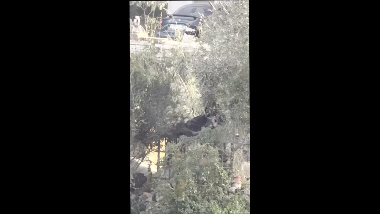 Israeli settler filmed clubbing a dog in Palestinian village