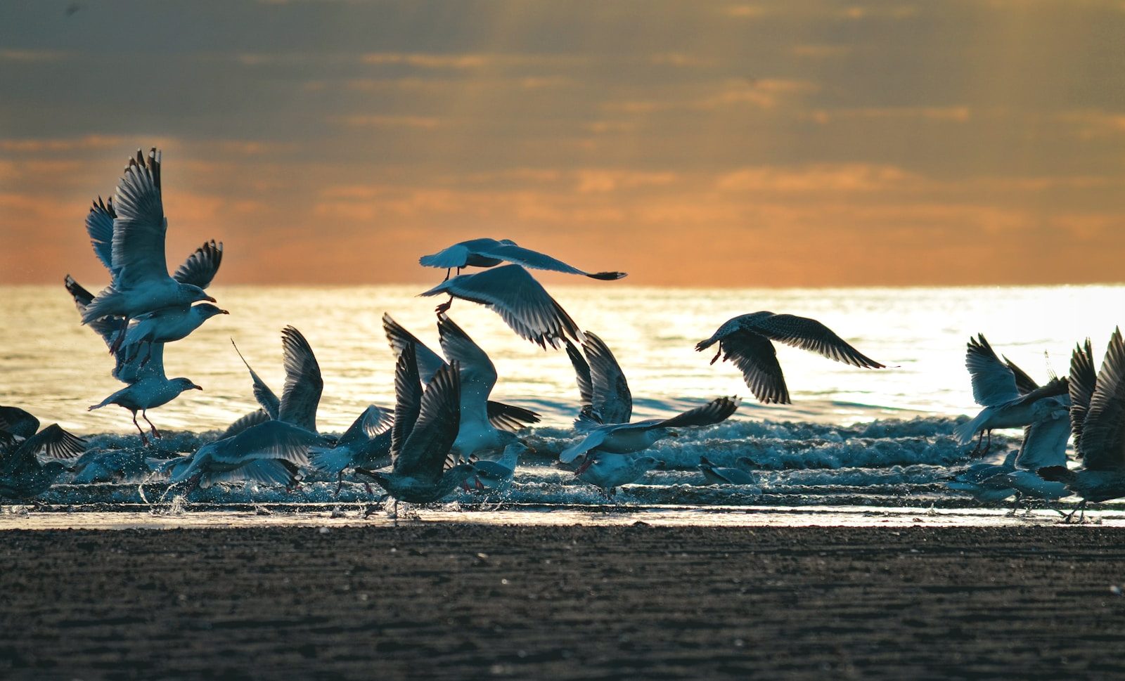 The most dangerous birds in the animal kingdom
