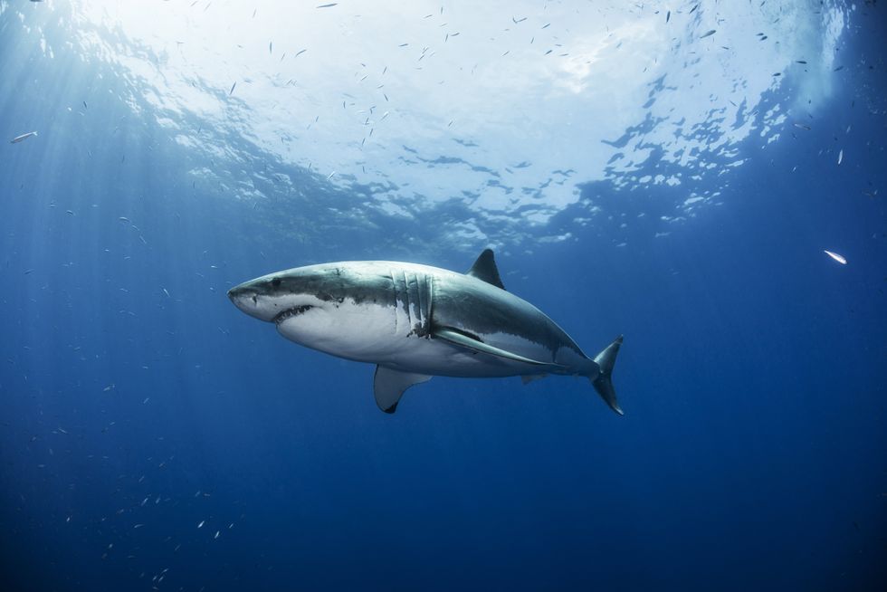 Swimmer mauled to death by gigantic great white shark after attack in ...